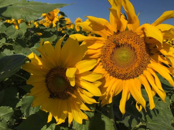 Stand in a Sunflower Field! (And More Unique Experiences Near You ...